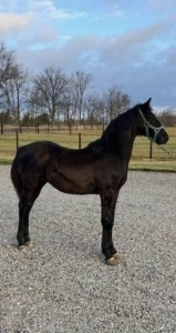 [Other] Purebred Black Morgan Stud Colt